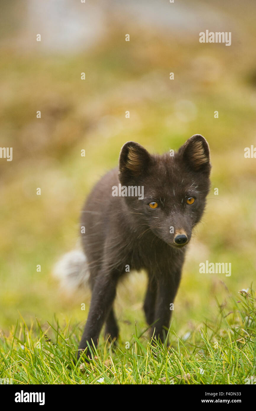 Norway, western Spitsbergen. Arctic fox (Vulpes lagopus) in blue phase ...