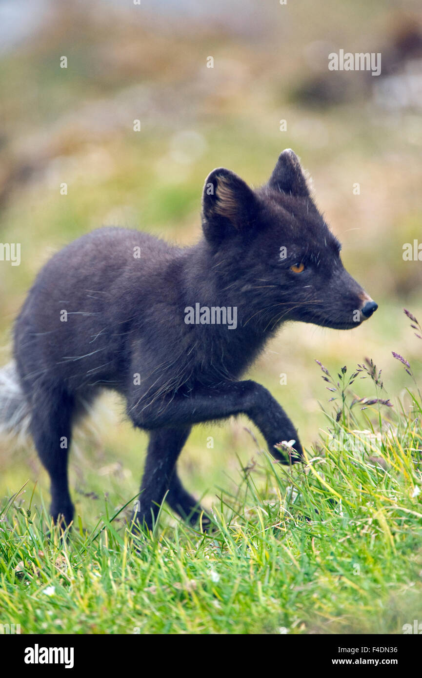 Blue phase fox hi-res stock photography and images - Alamy