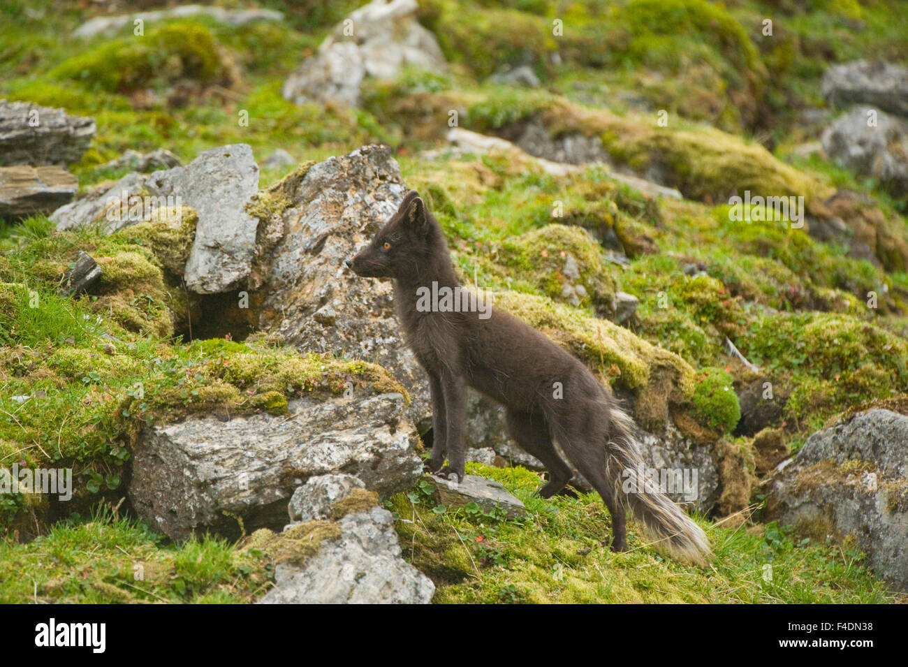 Norway, western Spitsbergen. Arctic fox (Vulpes lagopus) in blue phase ...