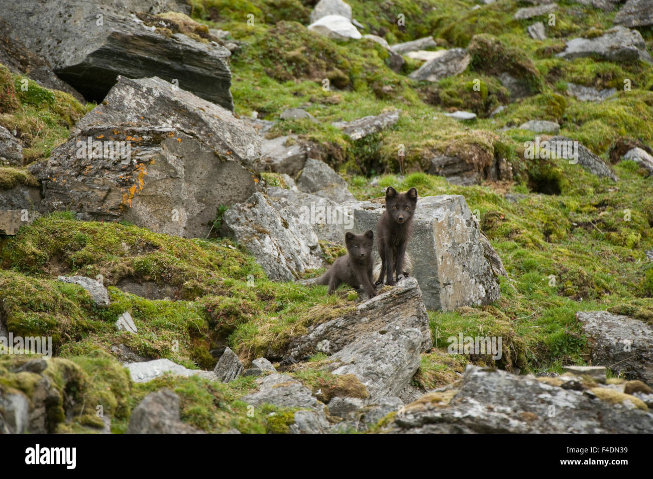 Norway, western Spitsbergen. Arctic fox (Vulpes lagopus) in blue phase ...