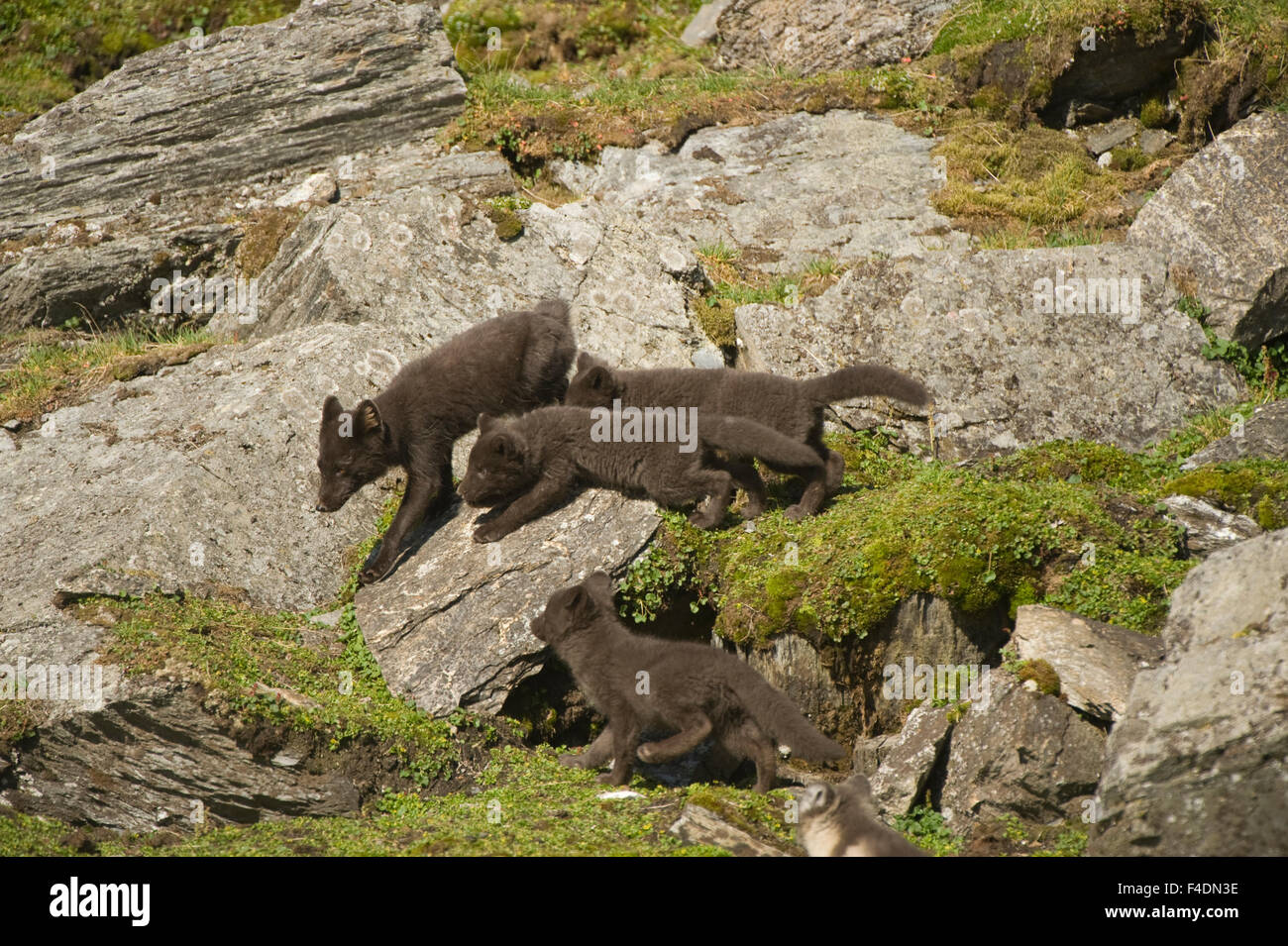 Blue phase fox hi-res stock photography and images - Alamy