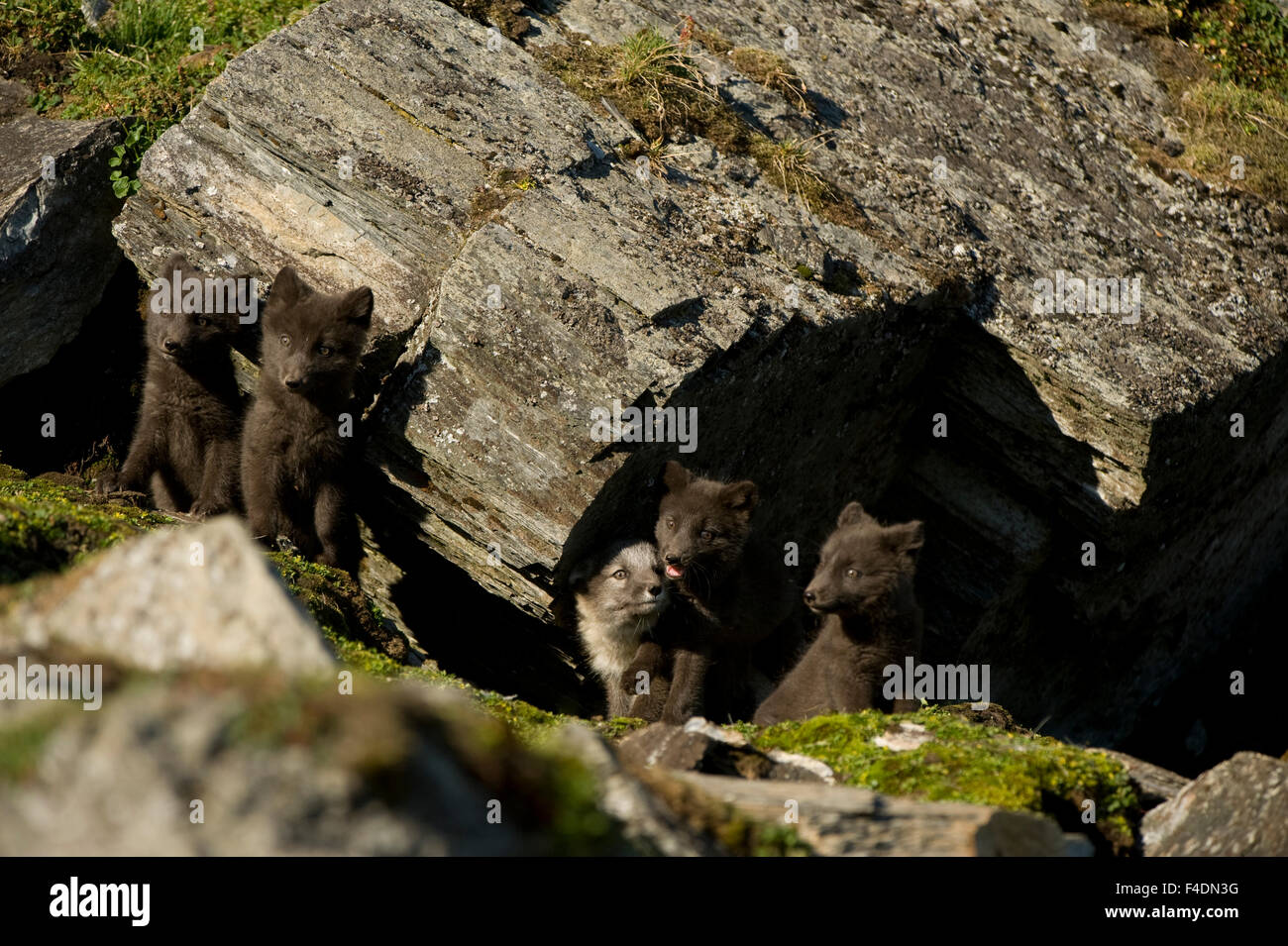 Norway, western Spitsbergen. Arctic fox (Vulpes lagopus) in blue phase ...