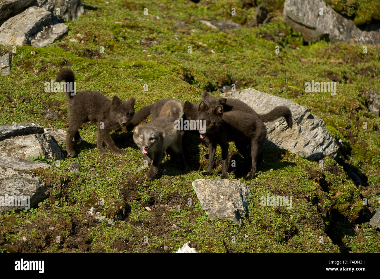 Norway, western Spitsbergen. Arctic fox (Vulpes lagopus) in blue phase ...