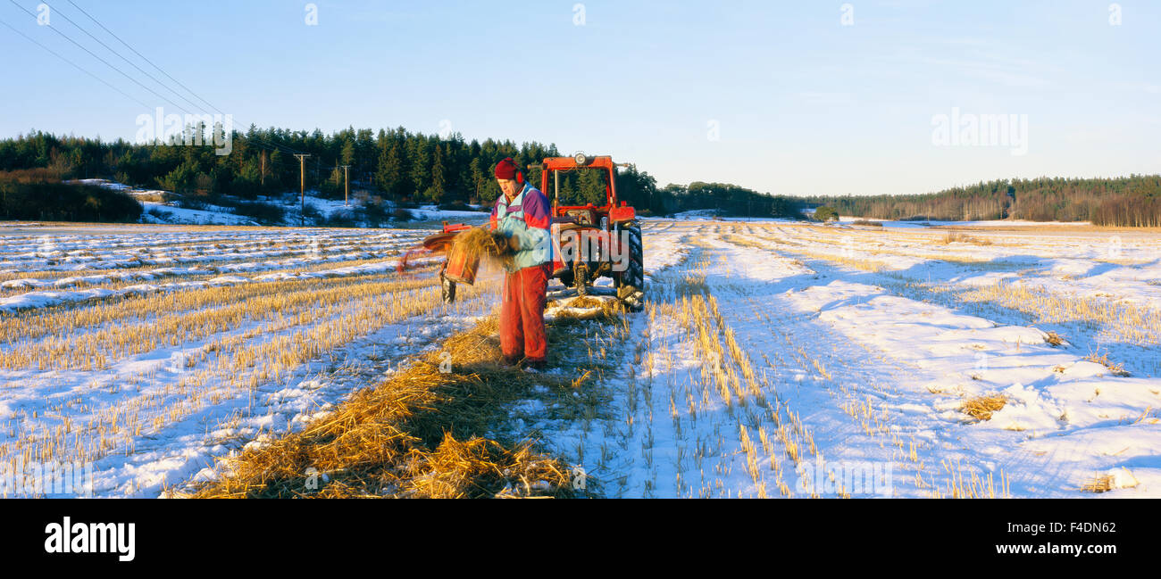 Mature man holding hay Stock Photo - Alamy