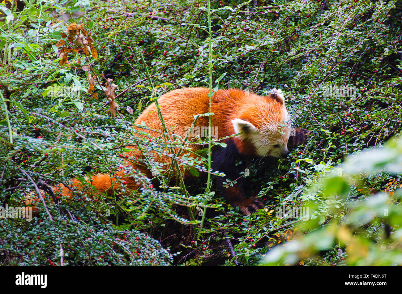 Red Panda eats Stock Photo - Alamy
