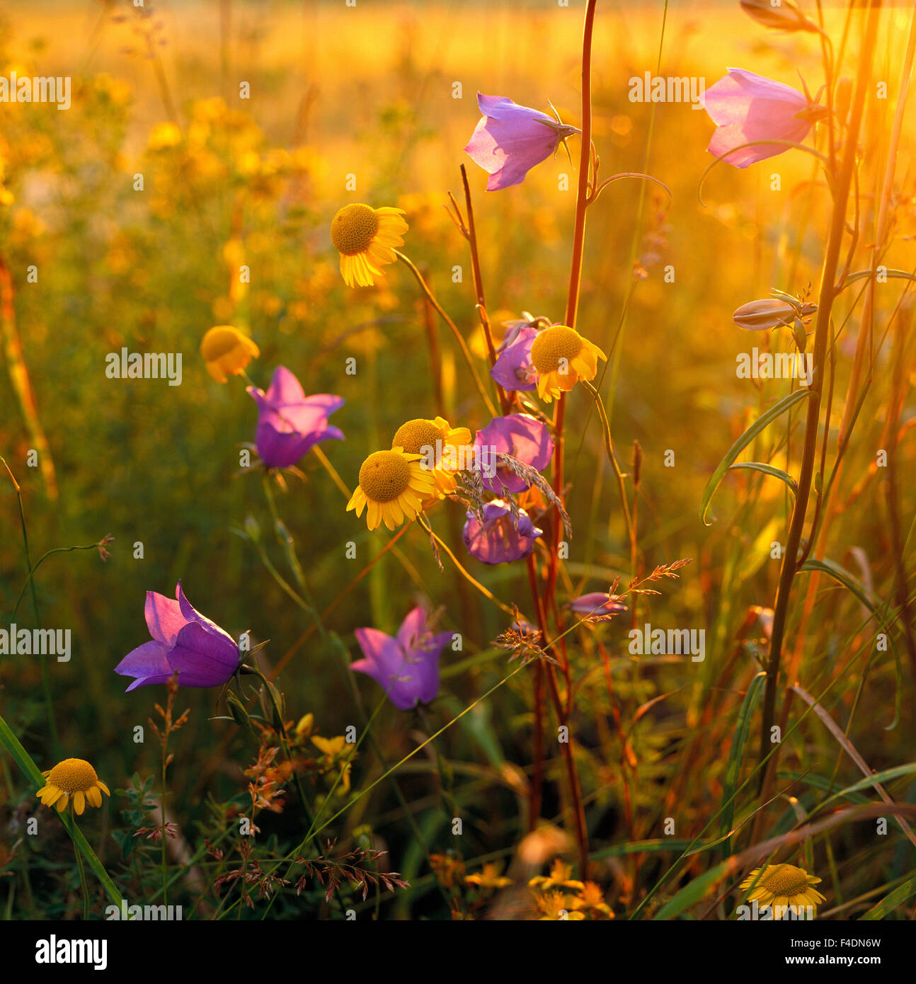 Flowers in sunlight Stock Photo - Alamy
