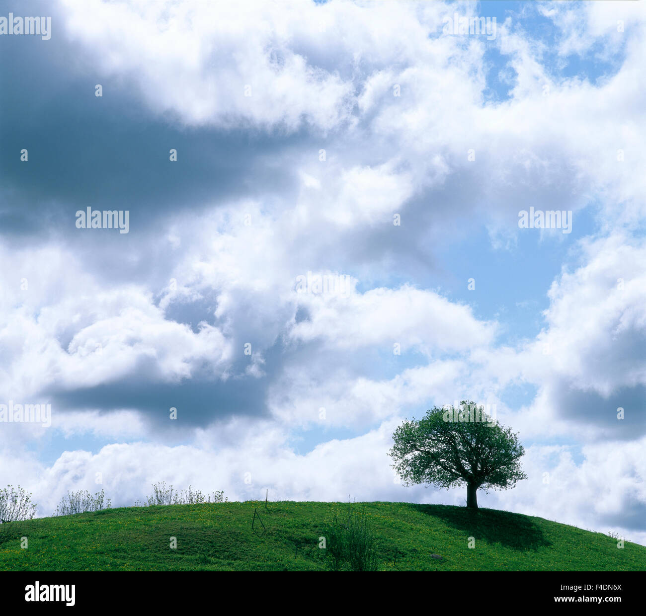 A tree on the top of a hill Stock Photo - Alamy