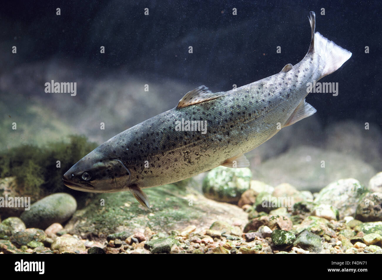 Salmon at the bottom of the sea Stock Photo - Alamy