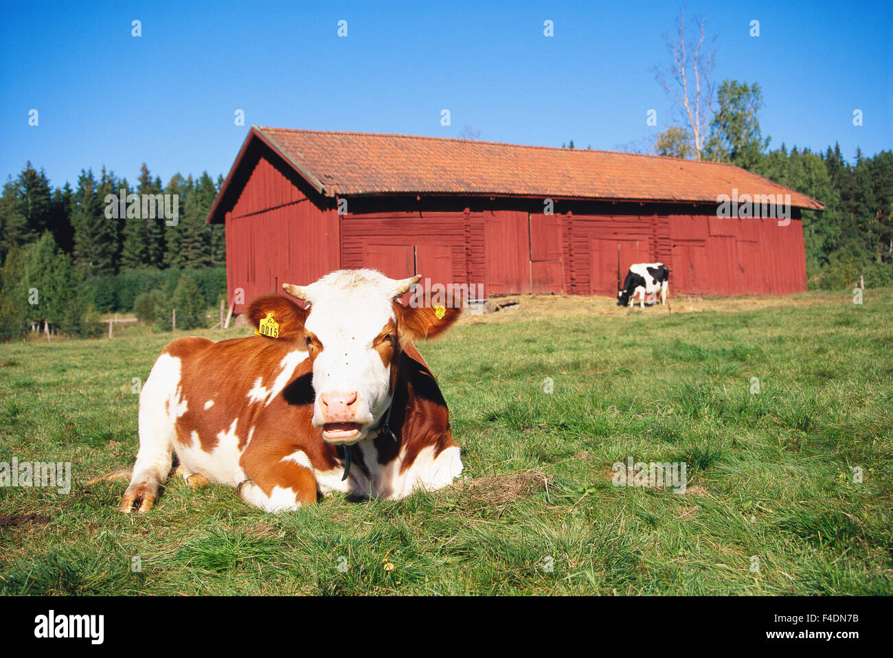Cows by a barn Stock Photo - Alamy