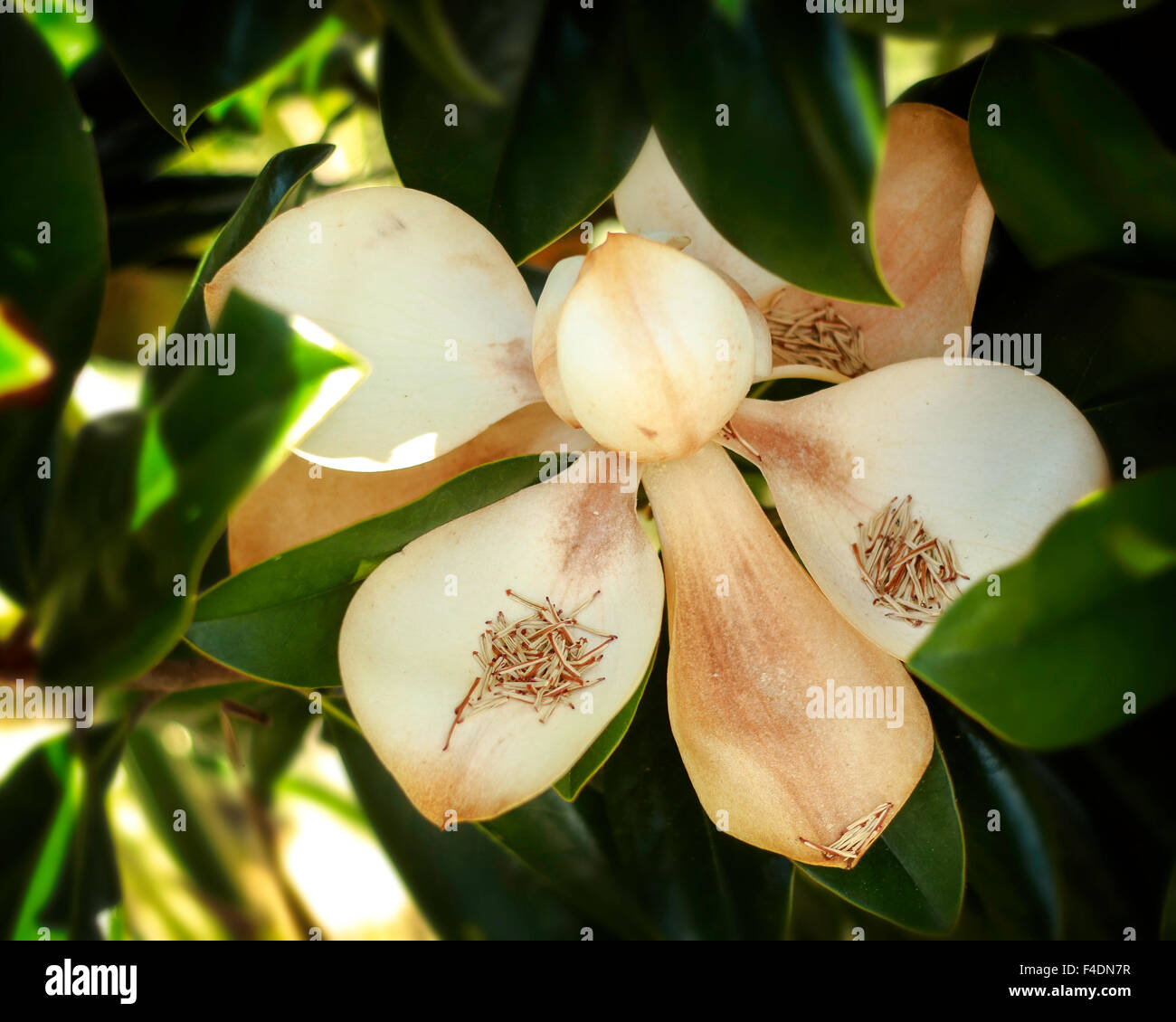 Magnolias Texture High Resolution Stock Photography and Images - Alamy