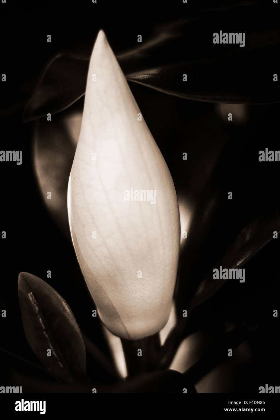 Magnolias Texture High Resolution Stock Photography and Images - Alamy