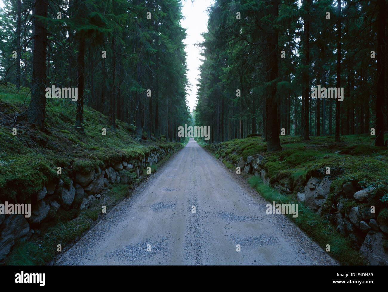 Road through a forest Stock Photo - Alamy