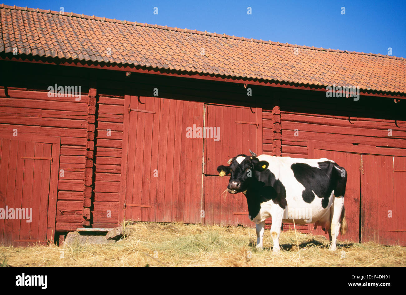 Varmland sweden animal hi-res stock photography and images - Alamy
