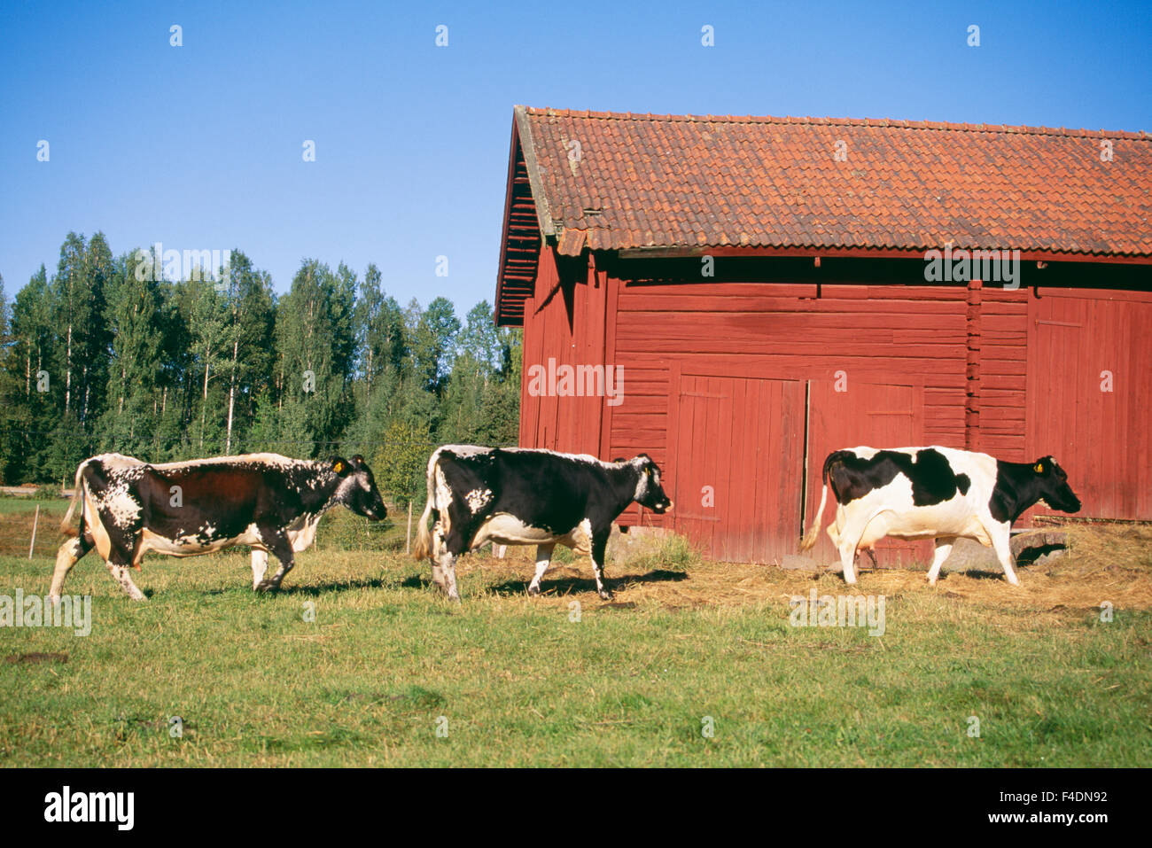 Cows walking past house Stock Photo - Alamy