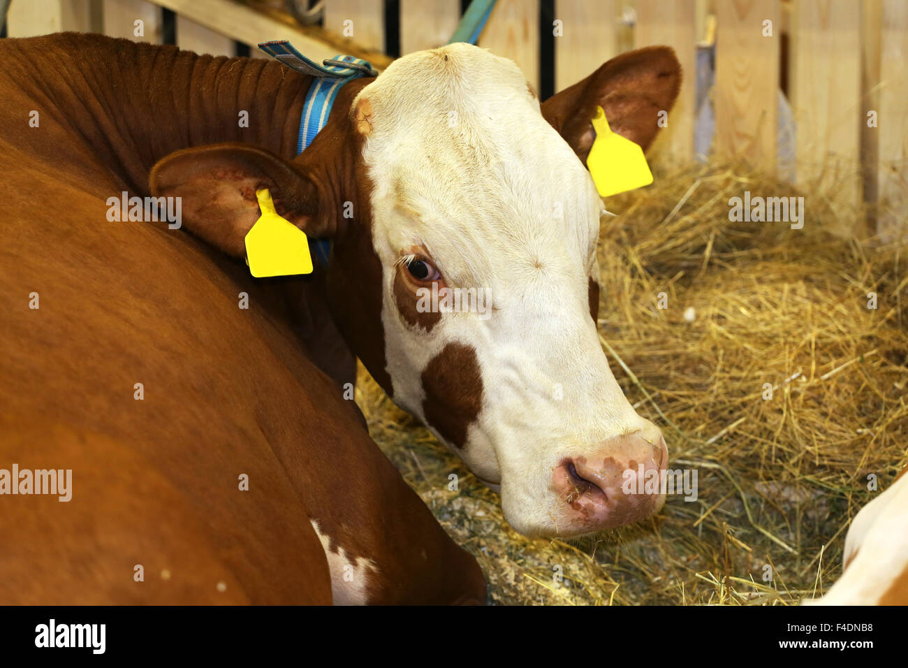 Cow lying on the straw in the stable rural scene Stock Photo - Alamy