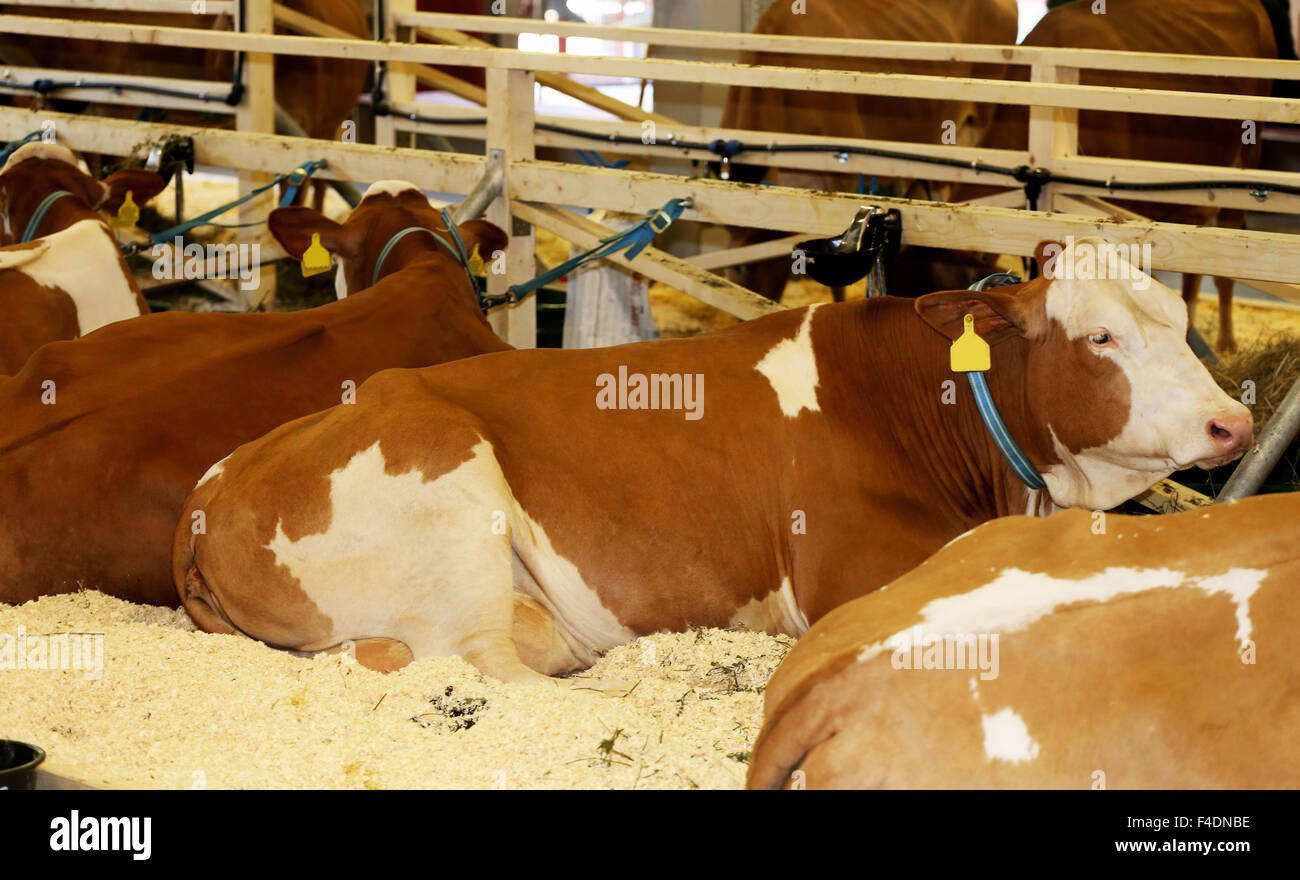 Cows lying on the straw in the stable Stock Photo - Alamy