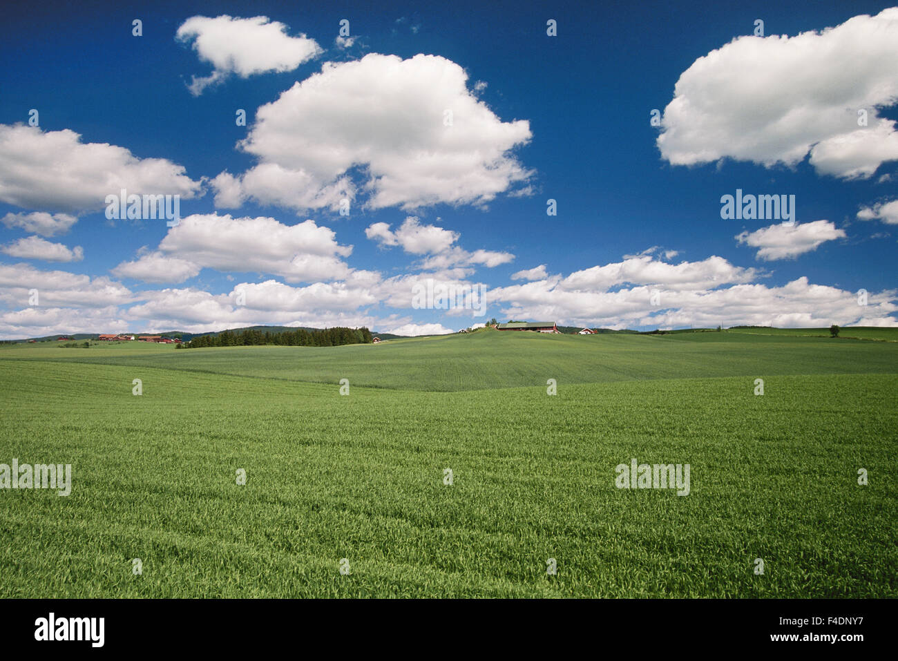 Norway, Gudbrandsdalen. Farm field at June-Gudbrands Valley. (Large ...