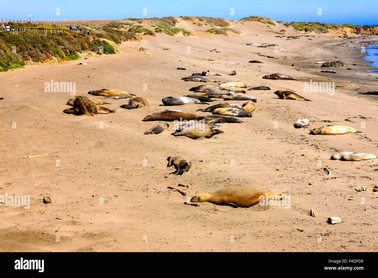 The Piedras Blancas elephant Seal Rookery on the Pacific coast near San ...