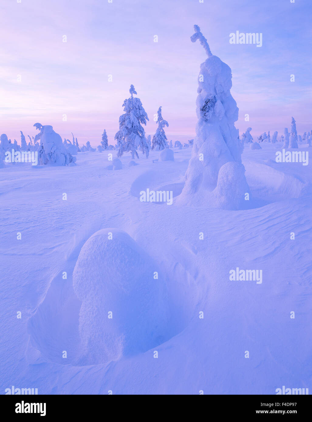 Snowed in forest Stock Photo - Alamy