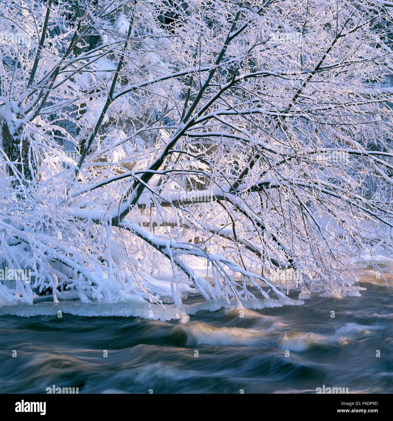Branches hanging down into a stream Stock Photo - Alamy
