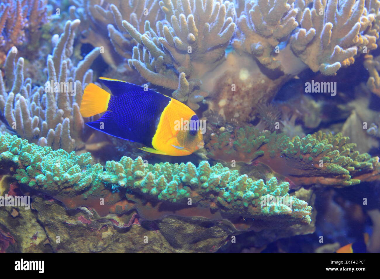 Bicolor angelfish (Centropyge bicolor Stock Photo - Alamy