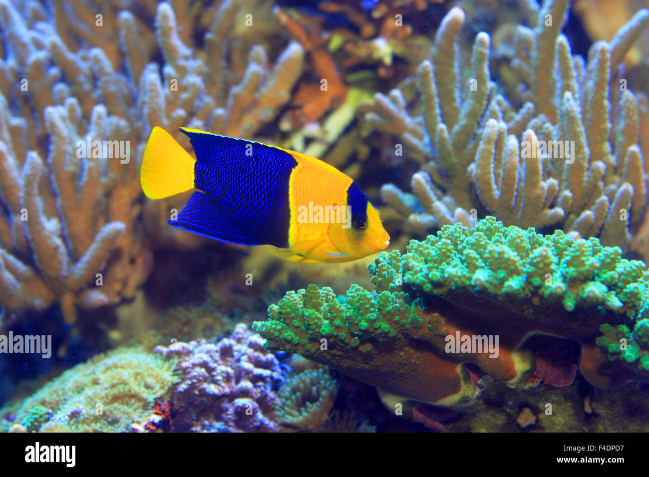 Bicolor angelfish (Centropyge bicolor Stock Photo - Alamy