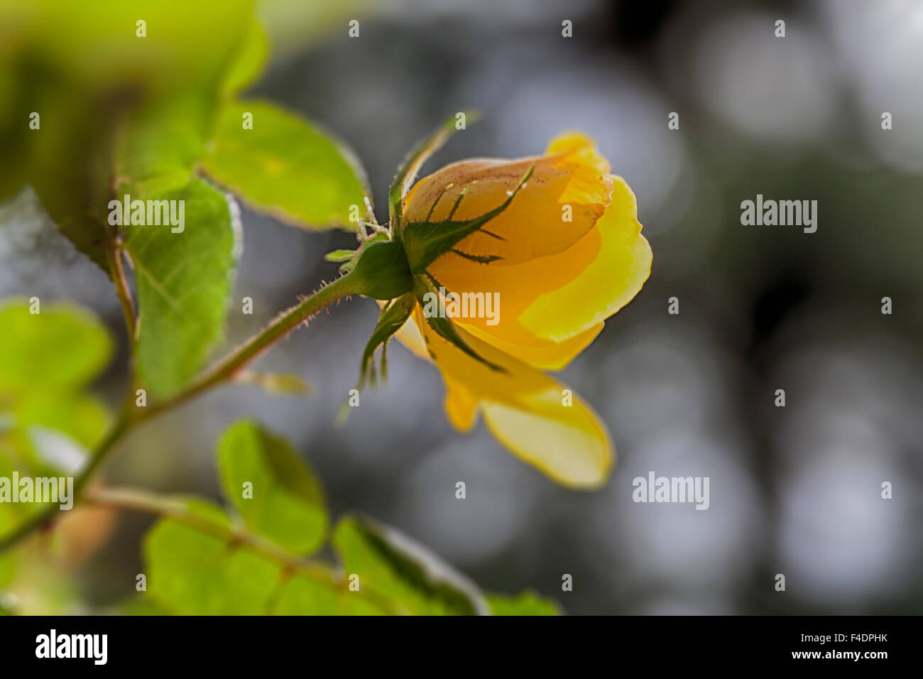 Rose on stem hi-res stock photography and images - Alamy