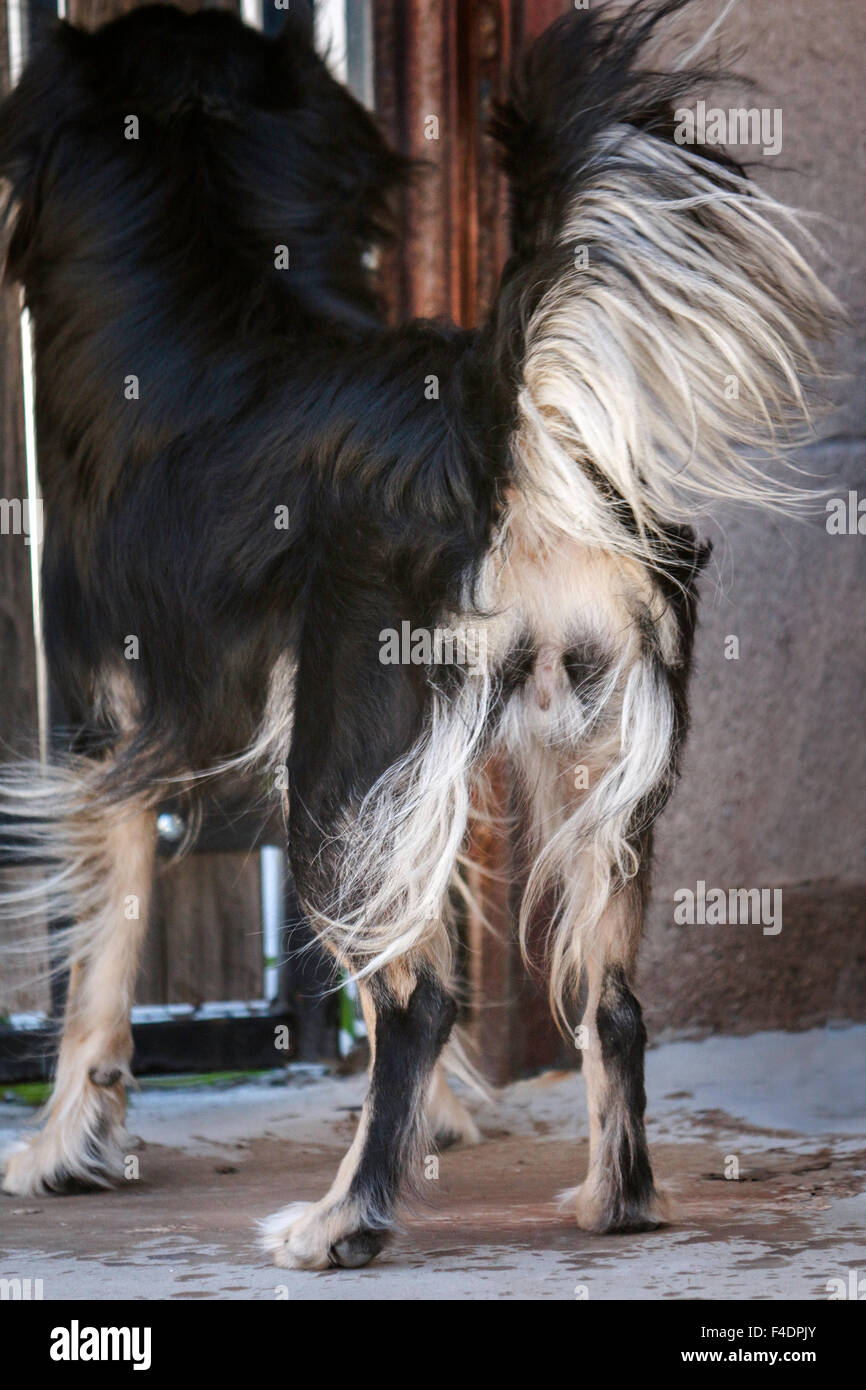 Dog backside hi-res stock photography and images - Alamy