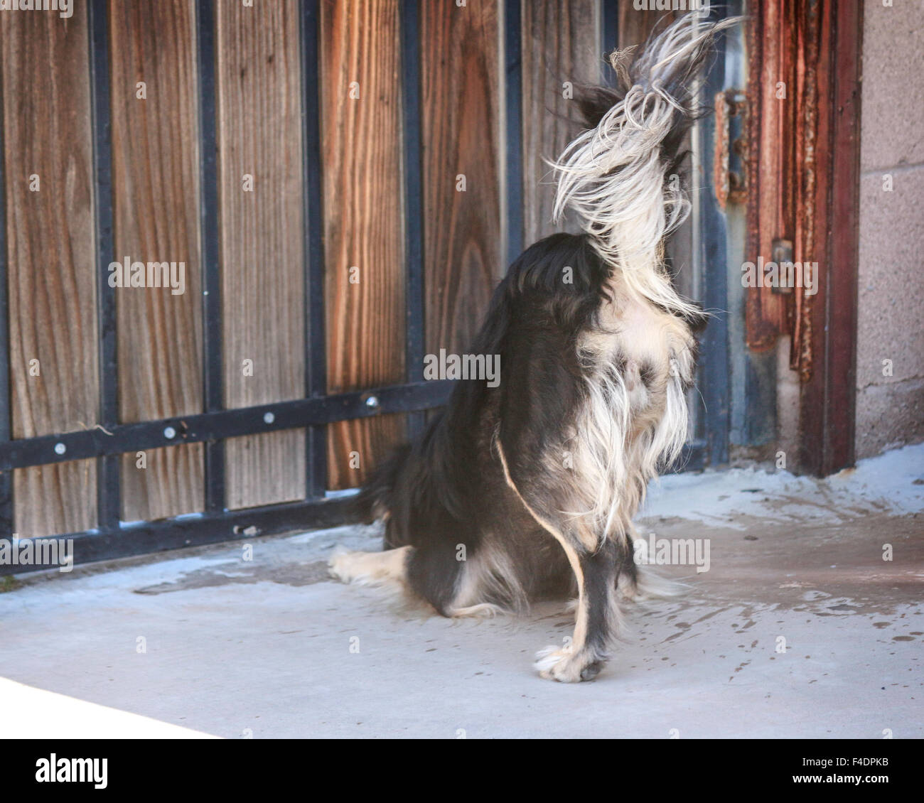Dog backside hi-res stock photography and images - Alamy