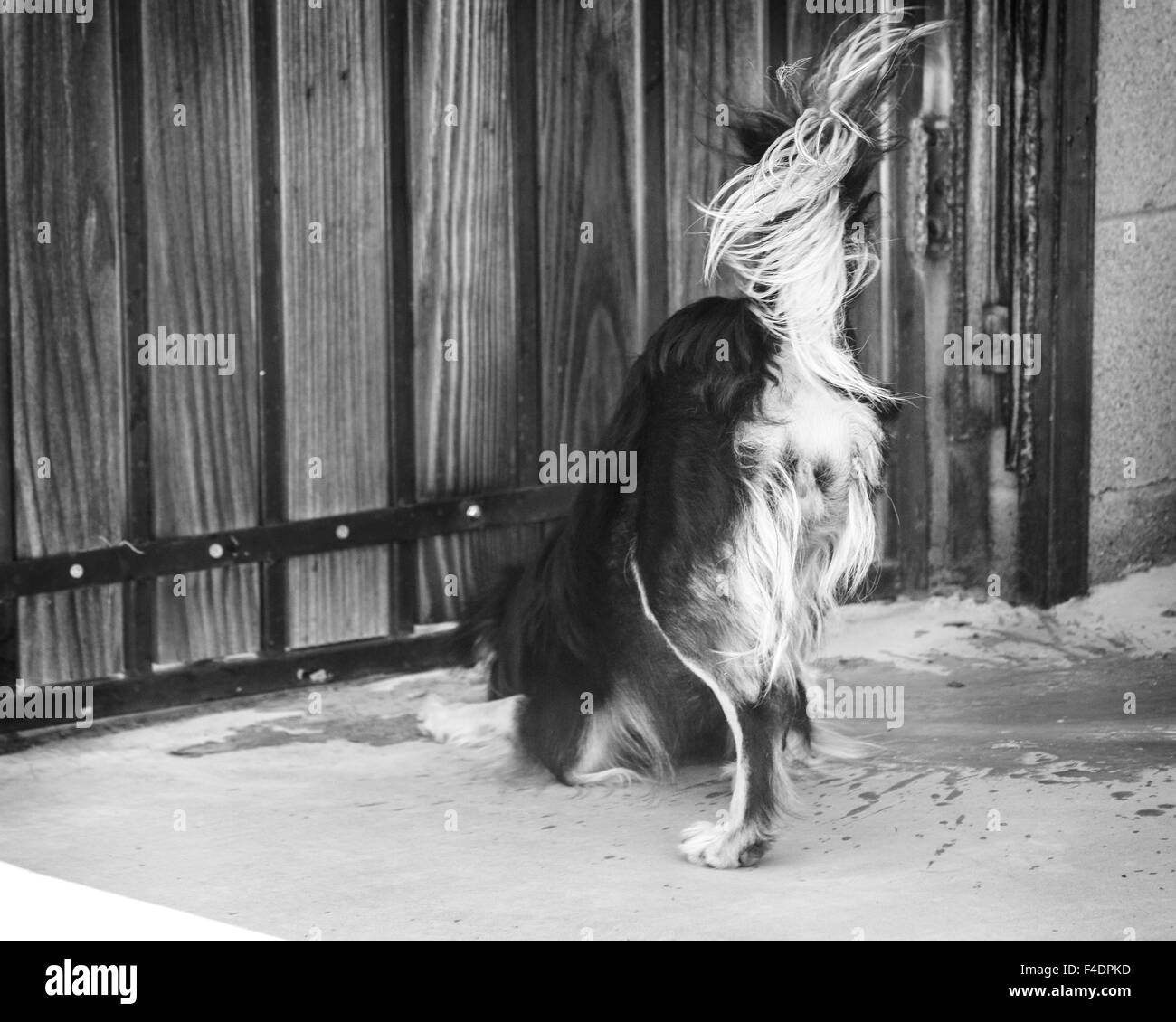 Dog backside hi-res stock photography and images - Alamy