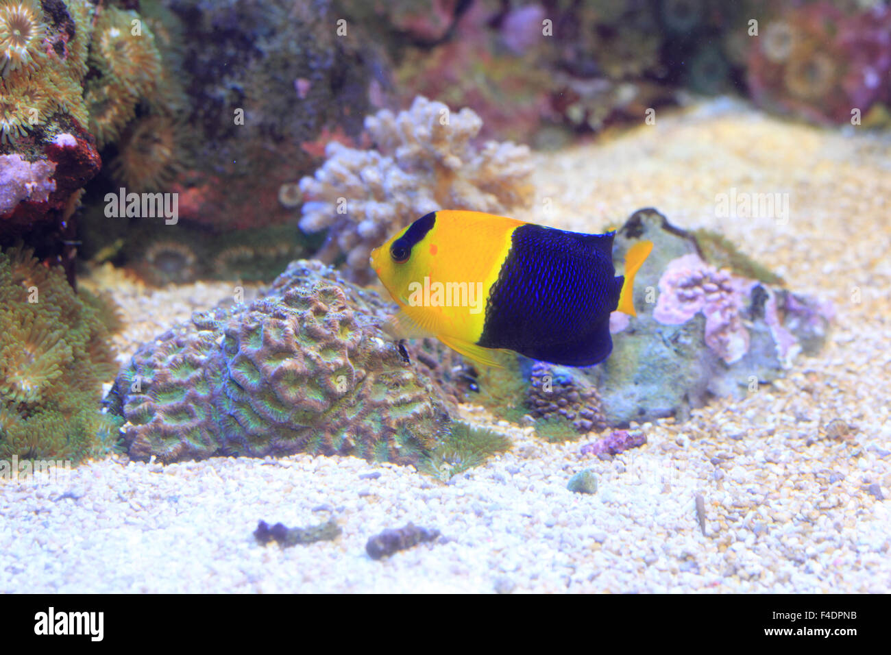 Bicolor angelfish (Centropyge bicolor Stock Photo - Alamy