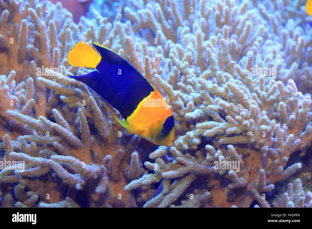 Bicolor angelfish (Centropyge bicolor Stock Photo - Alamy