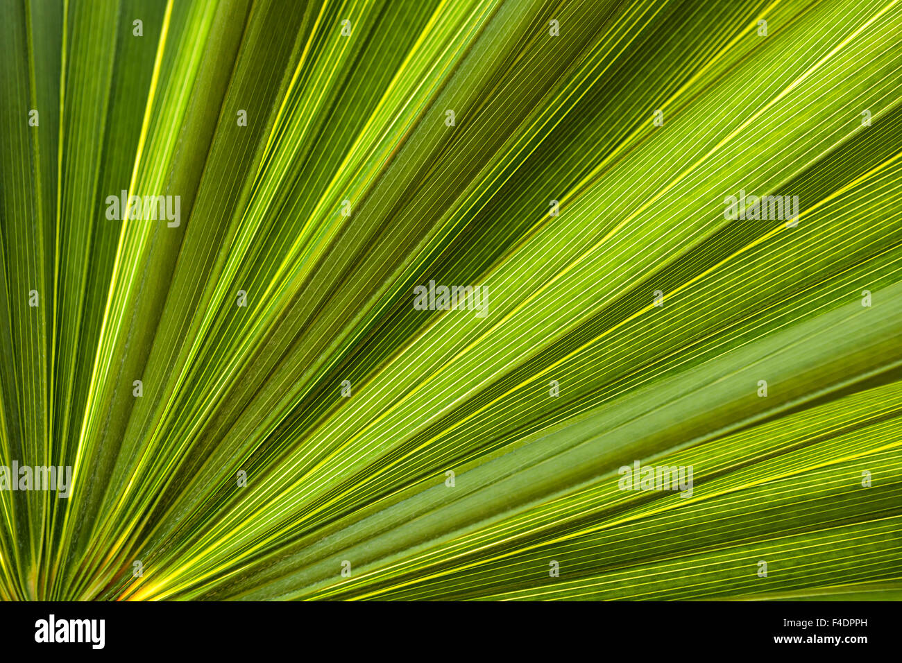Closeup on green tropical palm tree leaf texture Stock Photo - Alamy