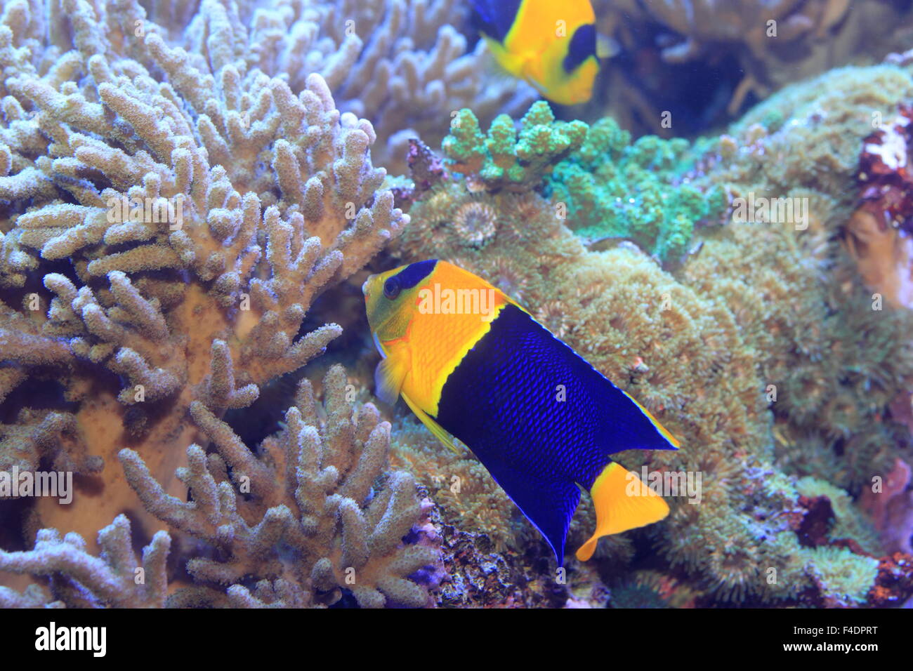 Bicolor angelfish (Centropyge bicolor Stock Photo - Alamy