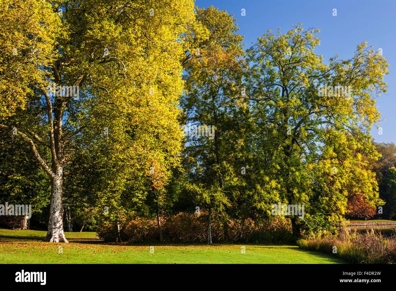 Autumn trees uk hi-res stock photography and images - Alamy