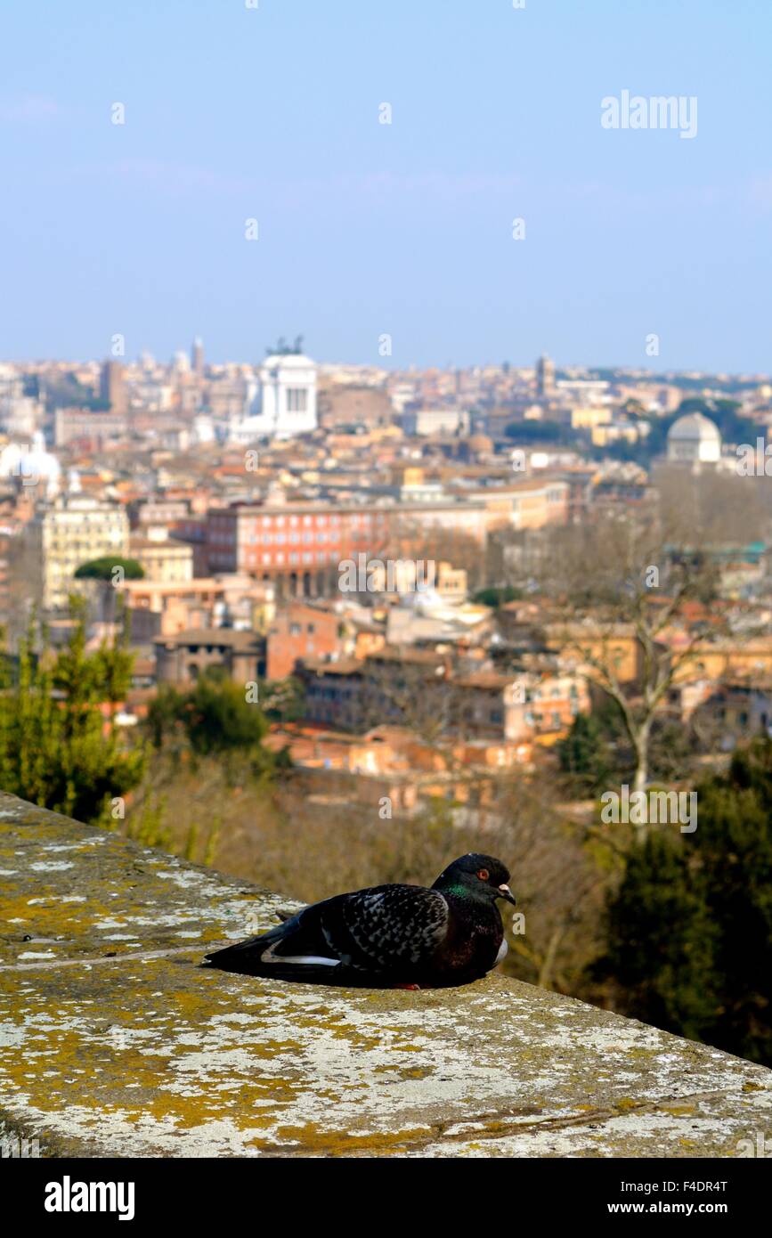 Aerial view of Rome from Janiculum hill Stock Photo - Alamy