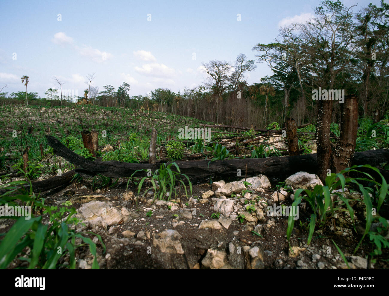 Felling in a rain forest Stock Photo - Alamy