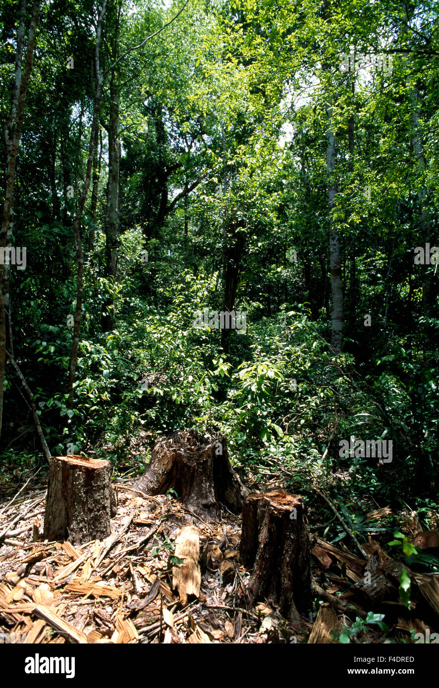 Felling in a rain forest Stock Photo - Alamy