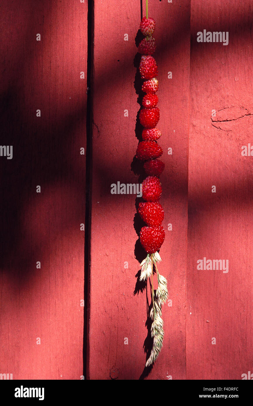 A straw of wild strawberries Stock Photo - Alamy