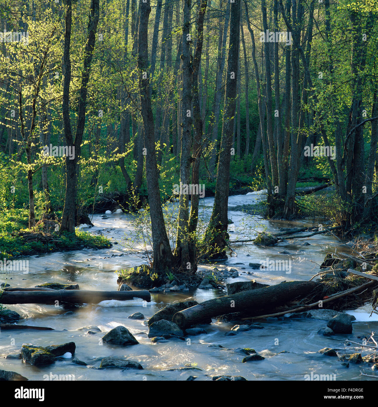 Streaming river in a forest in spring Stock Photo - Alamy