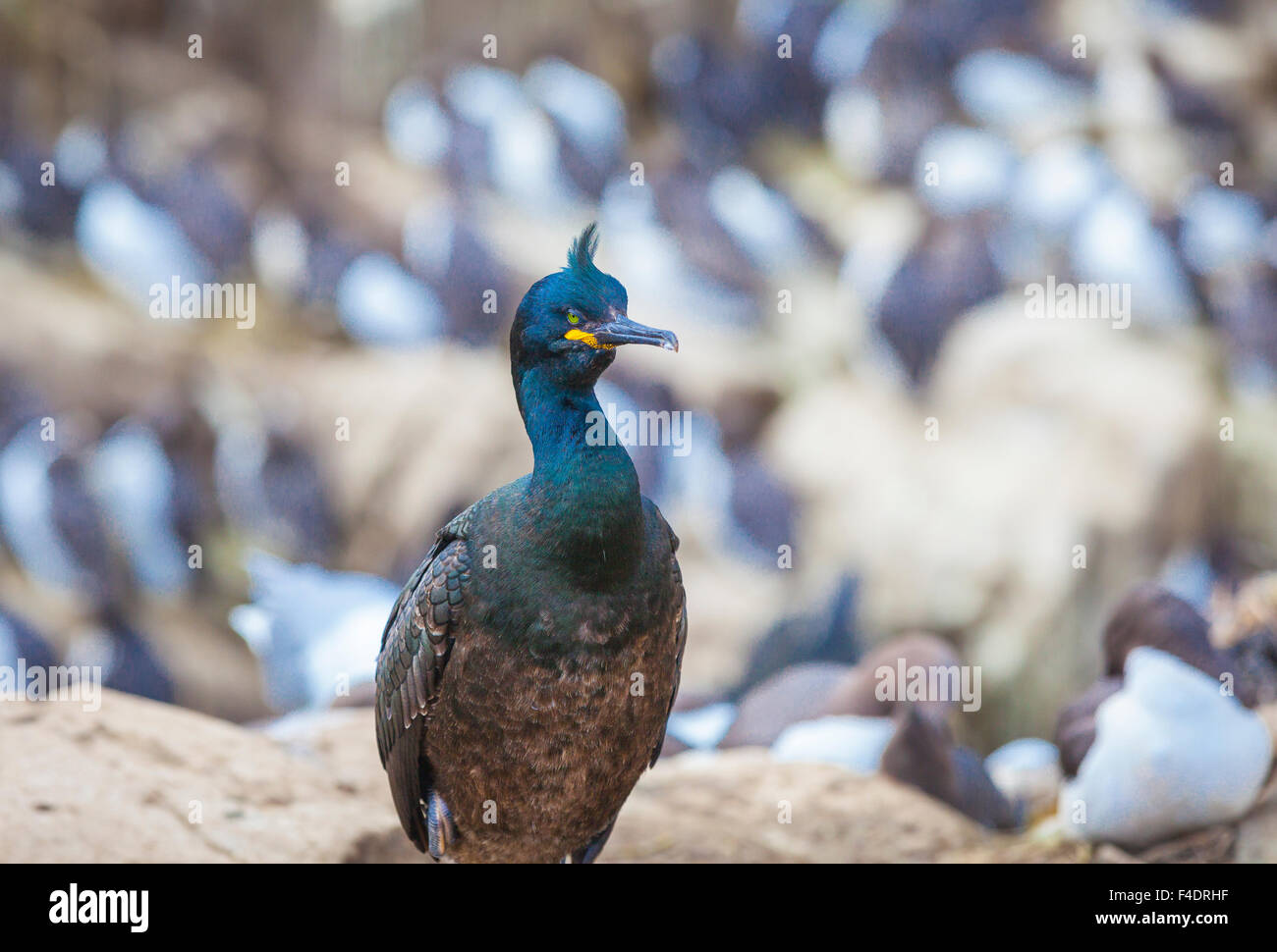 Shag Bird High Resolution Stock Photography and Images - Alamy