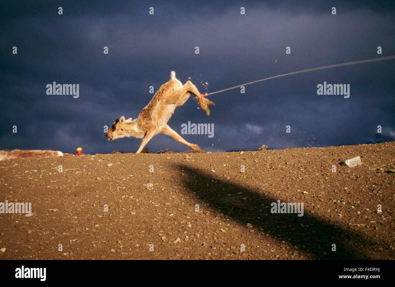 Reindeer caught with rope Stock Photo - Alamy