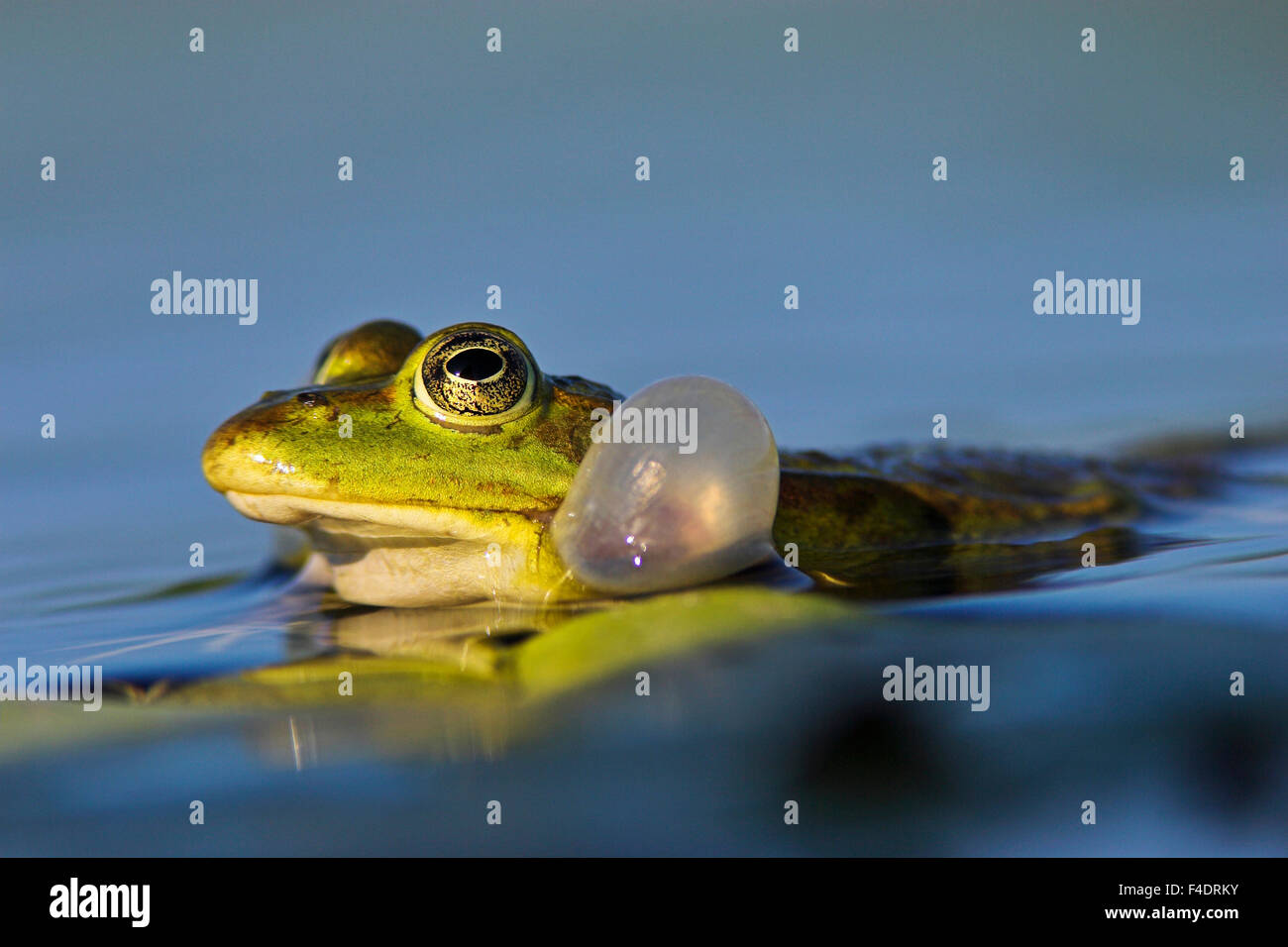 Edible Frog croaking, quacking (Rana esculenta or Pelophylax kl ...