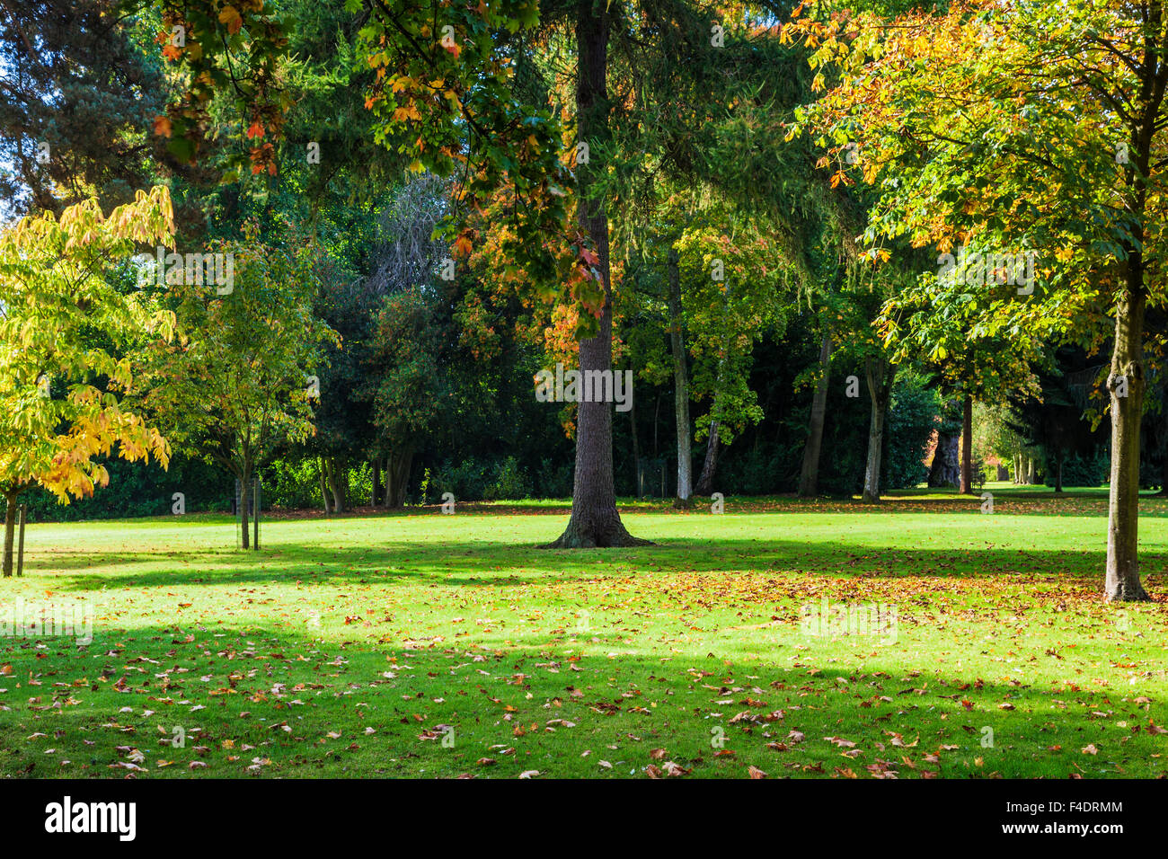 Autumn trees in the parkland of the Bowood Estate in Wiltshire Stock ...