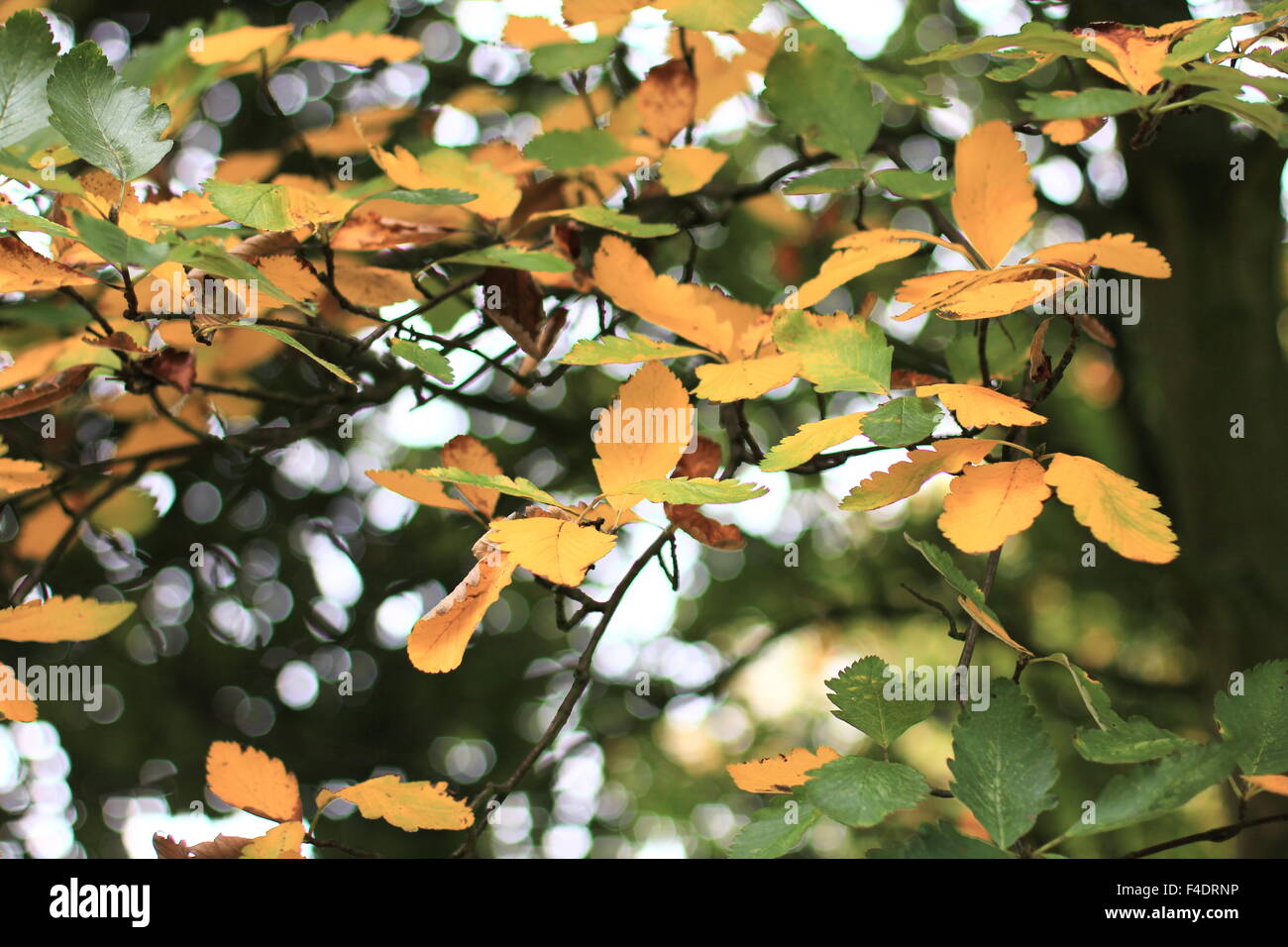 Gold leaf in autumn tree fall Stock Photo - Alamy