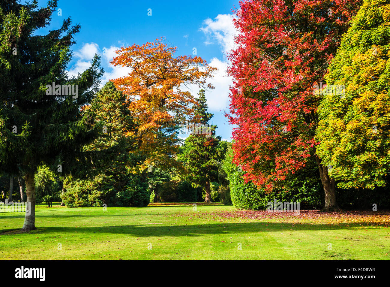 Uk garden trees autumn hi-res stock photography and images - Alamy