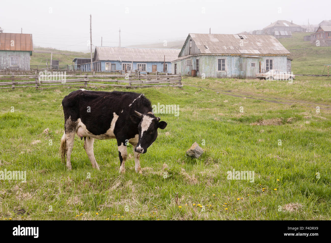 Russia, Commander Islands, Bering Island, Nikolskoye Village, Cow ...