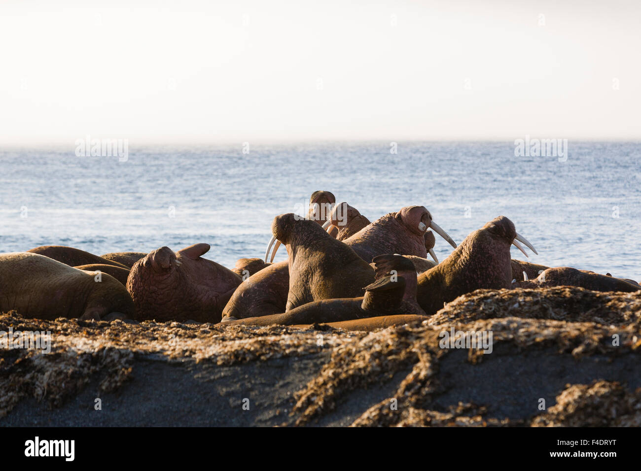 Russia, Kamchatka, Verkhoturov Island, Group of walruses resting on ...