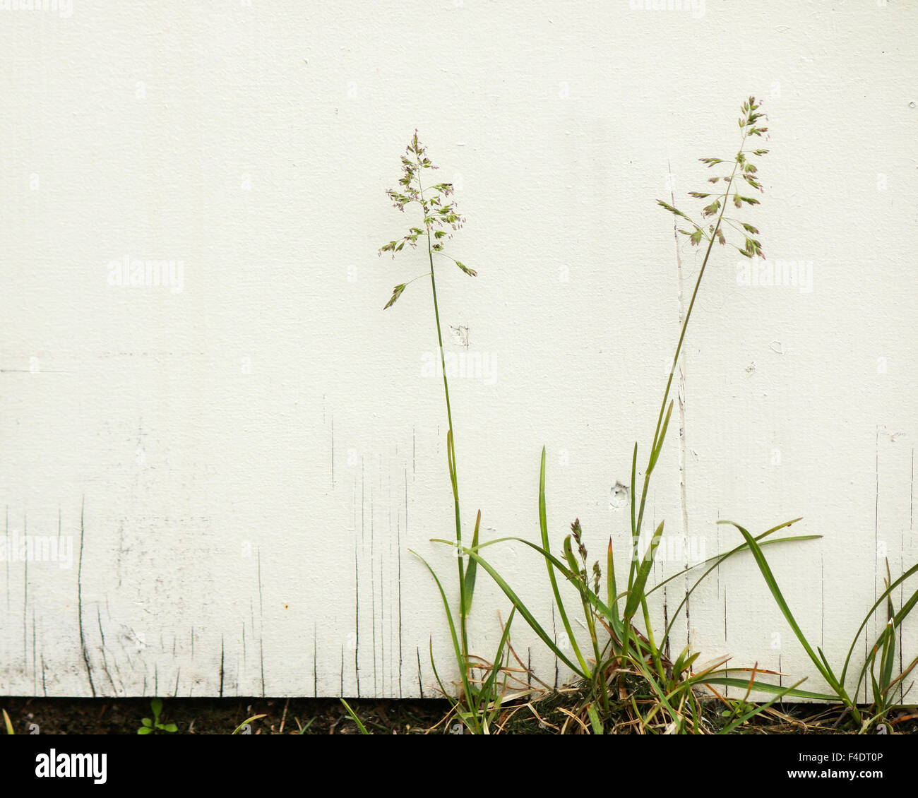 Two Reeds by a Wall Stock Photo - Alamy