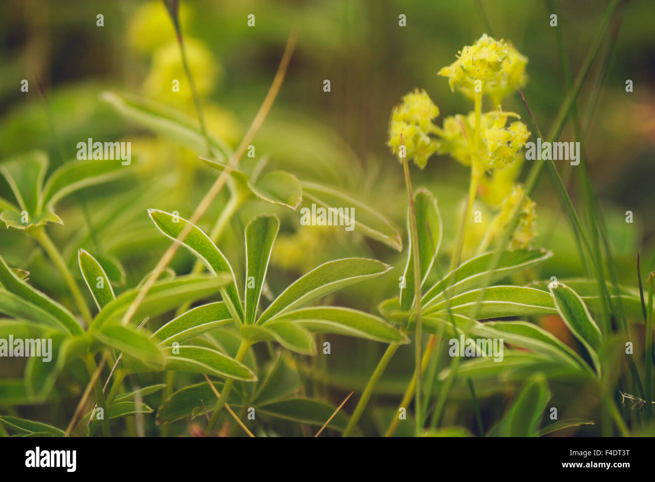 Wildflower details hi-res stock photography and images - Alamy